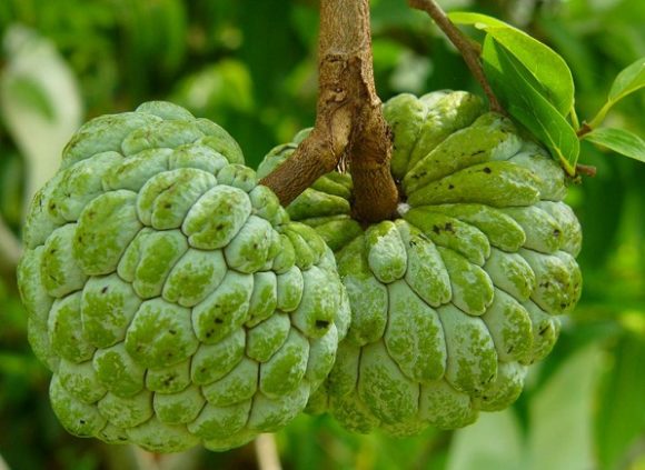 सीताफल के फायदे एवं नुकसान - Custard Apple Sitafal Benefits Side ...